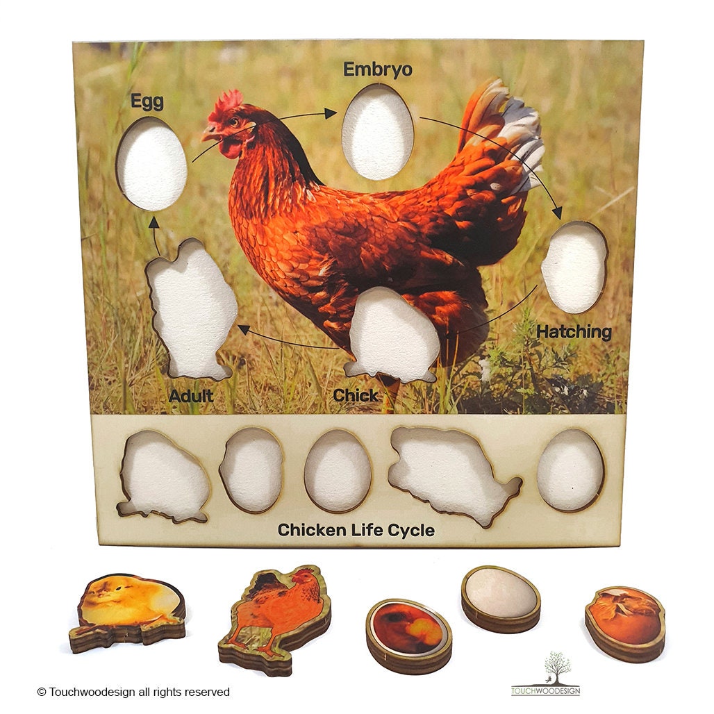 Chicken Life Cycle Educational Wooden Puzzle Montessori - Etsy