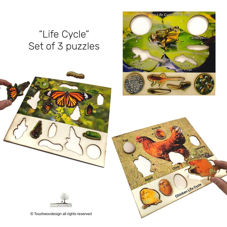 Chicken Life Cycle Educational Wooden Puzzle Montessori - Etsy