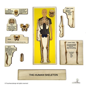 The Human Skeleton - Montessori Toys - Educational Wooden Puzzles Laser ...