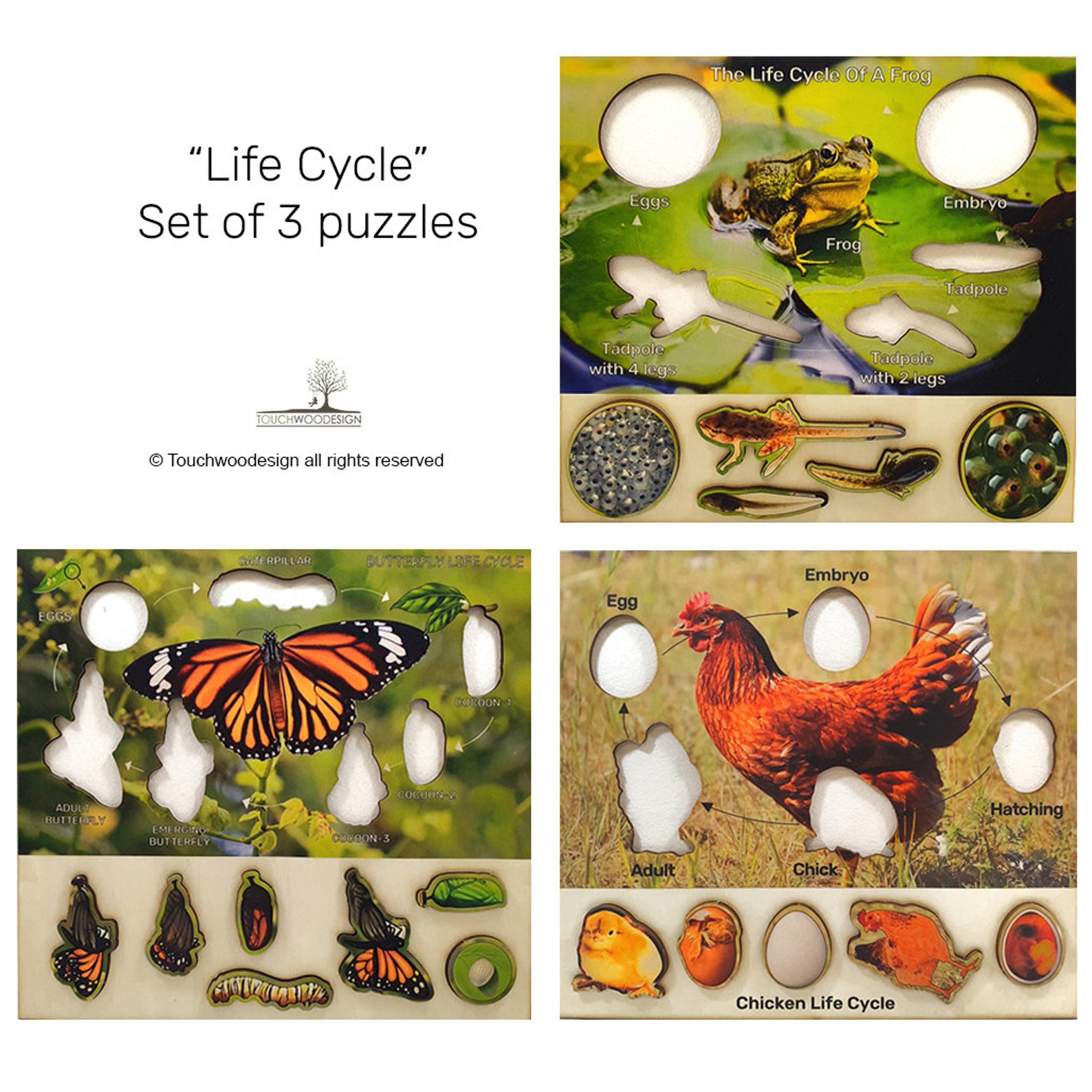 Set of 3 Life Cycles – Butterfly, Frog & Chicken - Educational, Non ...