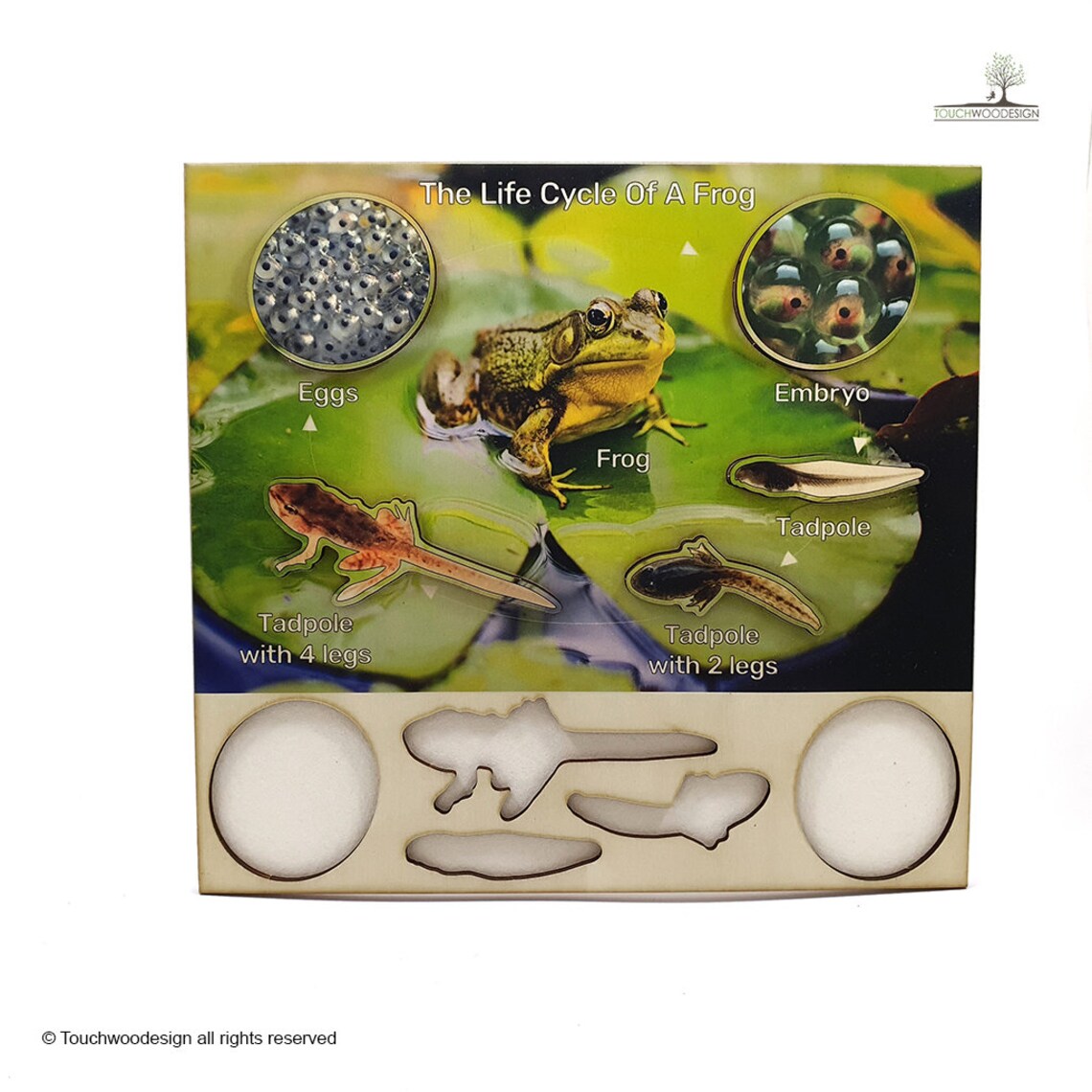 Frog Life Cycle Wooden Puzzle: Montessori Educational Toy - Etsy