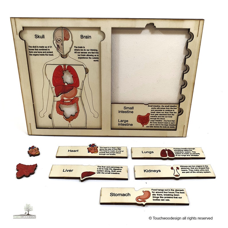 Organ Anatomy Montessori Toys Educational Wooden Puzzles - Etsy