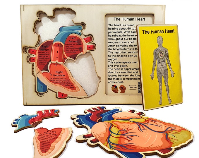 Heart Anatomy Puzzle Heart Anatomy Printable Activity Human - Etsy Canada