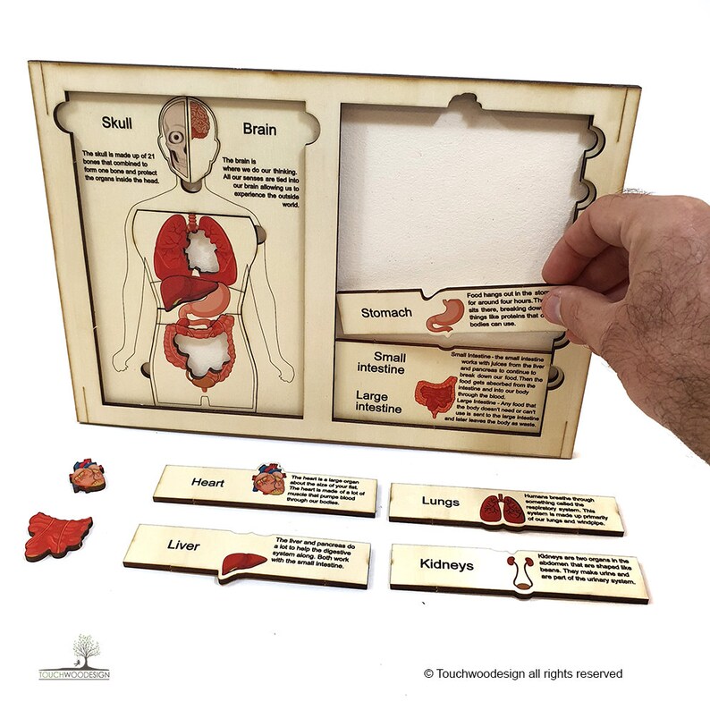 Organ Anatomy Montessori Toys Educational Wooden Puzzles - Etsy