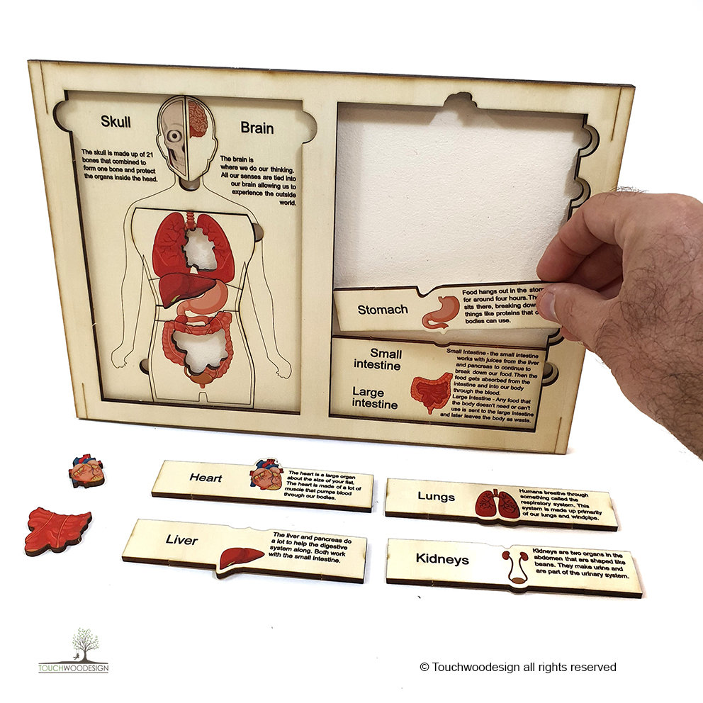 Organ Anatomy Montessori Puzzle: Educational Wooden Toy - Etsy