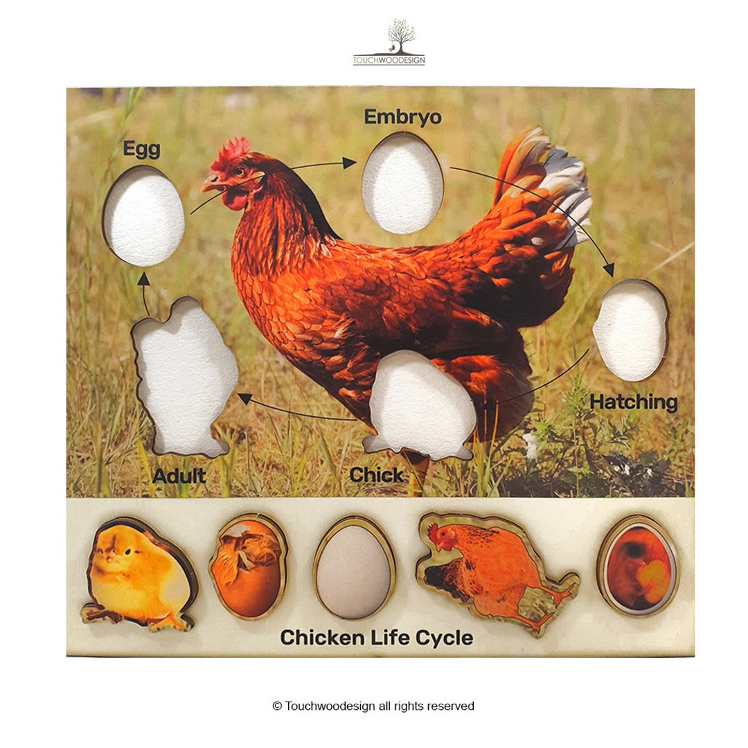 Chicken Life Cycle - Educational Wooden Puzzle - Montessori Toys ...