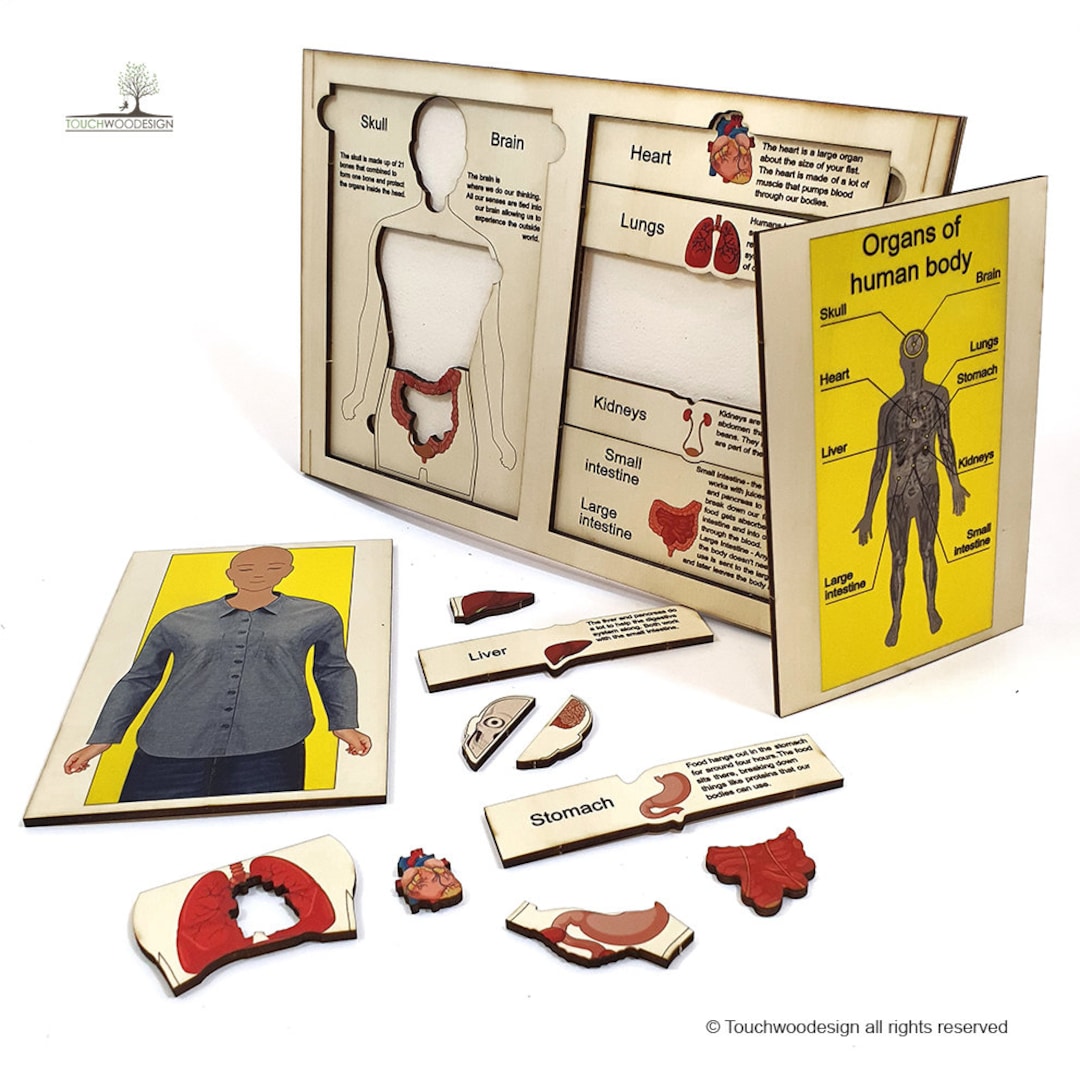 Organ Anatomy - Montessori Toys - Educational Wooden Puzzles Laser Art ...
