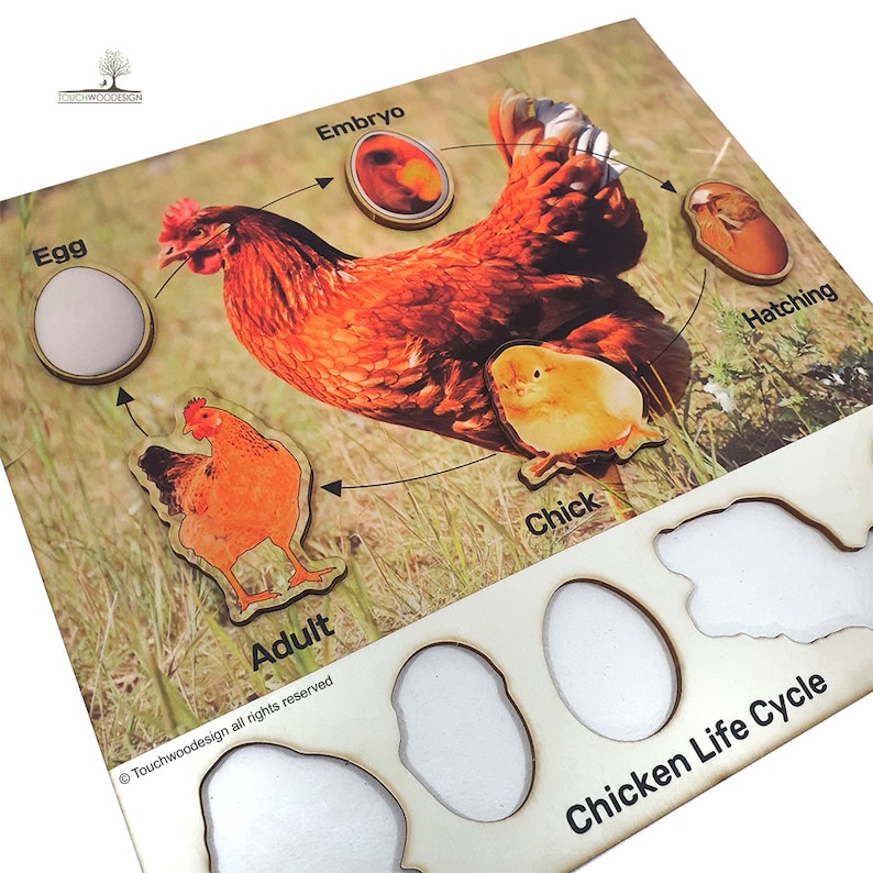 Chicken Life Cycle Educational Wooden Puzzle Montessori - Etsy