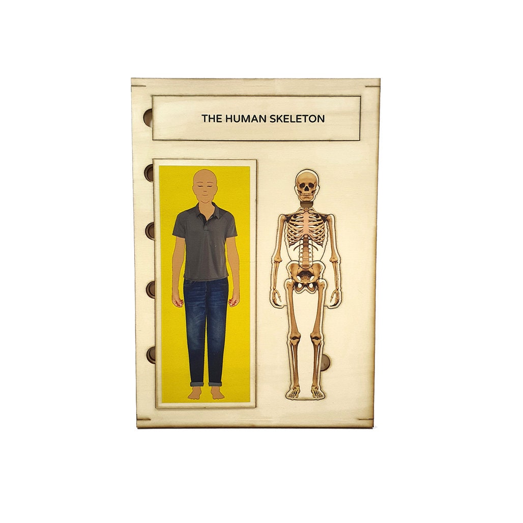The Human Skeleton Montessori Toys Educational Wooden - Etsy