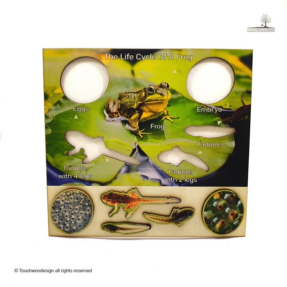 Frog Life Cycle Educational Wooden Puzzle Montessori Toys | Etsy