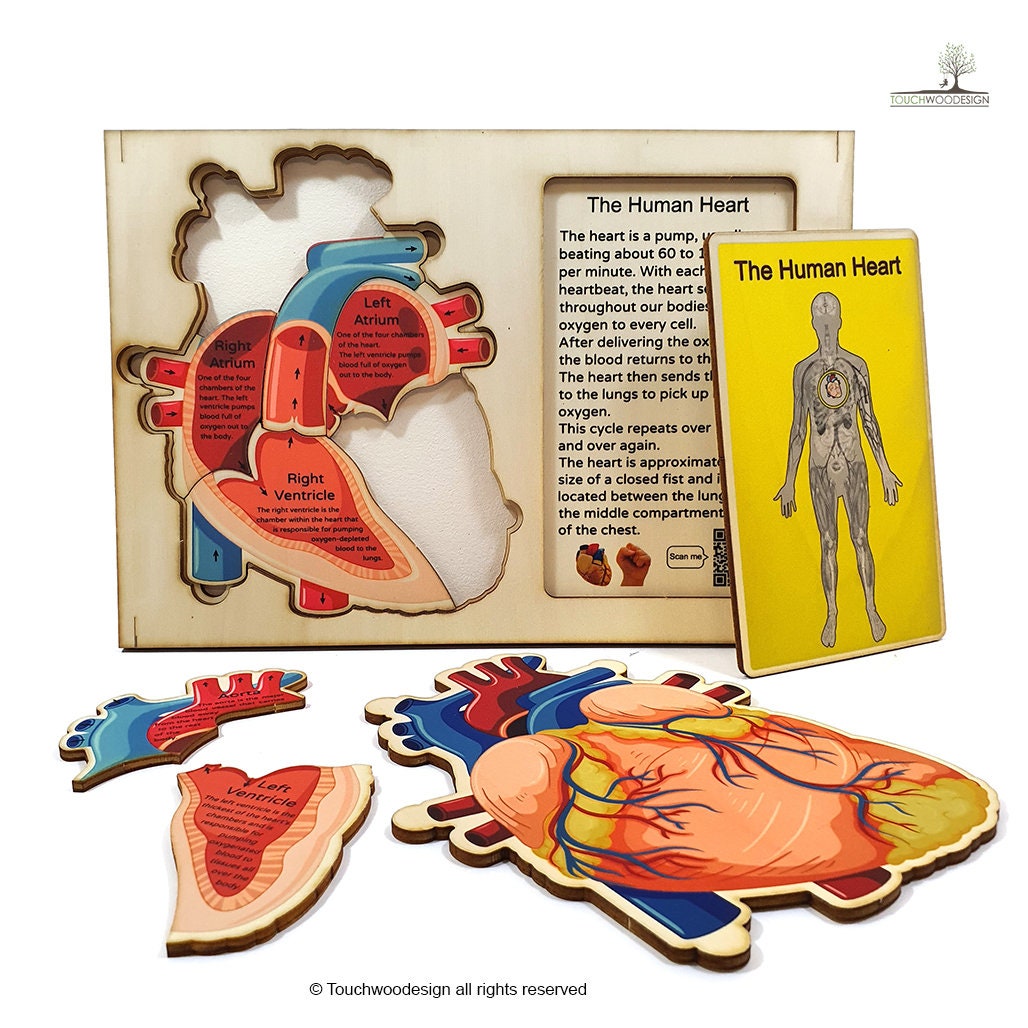 Set of 3 Human Body Puzzles Montessori Toys Educational - Etsy