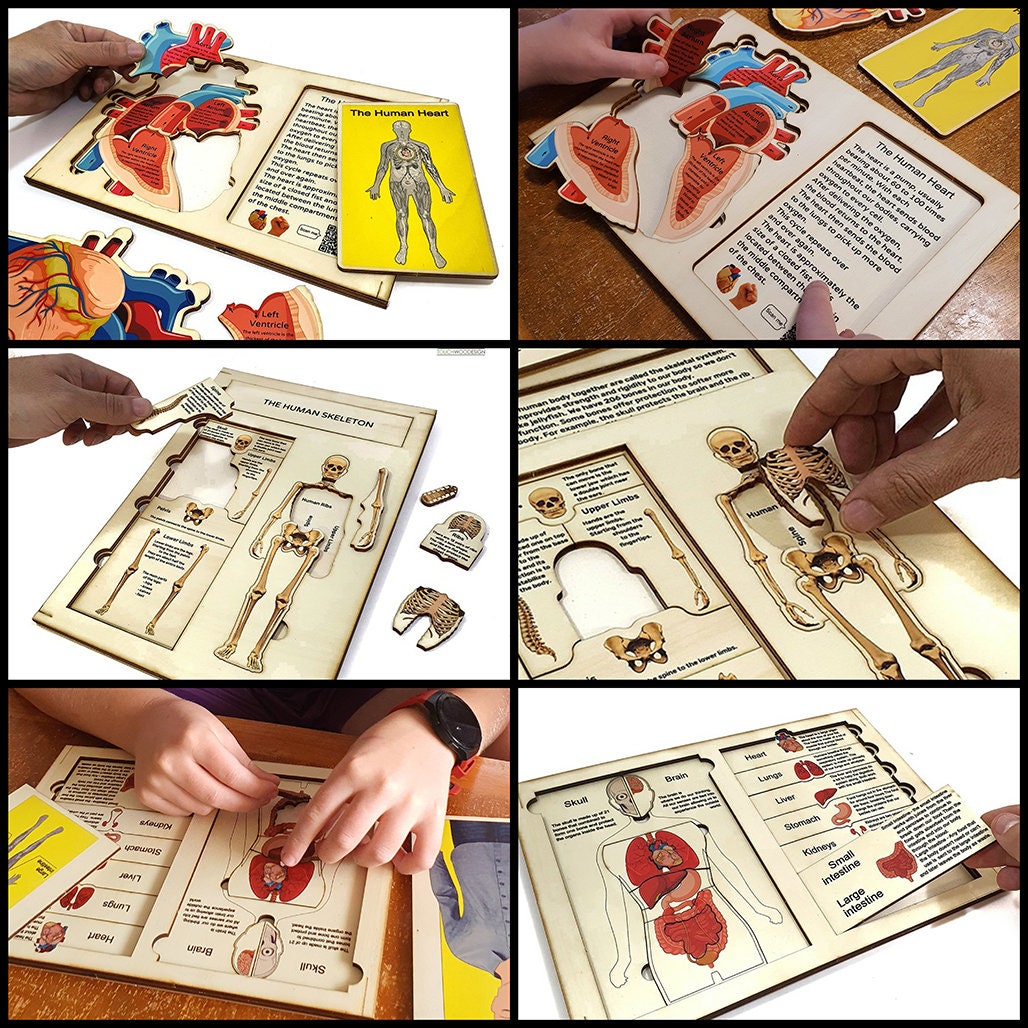 The Human Skeleton Montessori Toys Educational Wooden - Etsy
