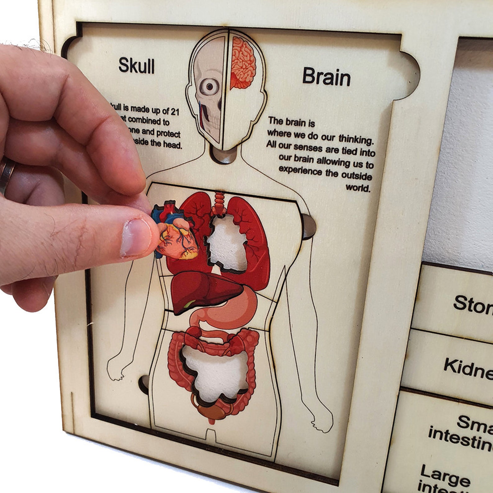 Organ Anatomy Montessori Puzzle: Educational Wooden Toy - Etsy