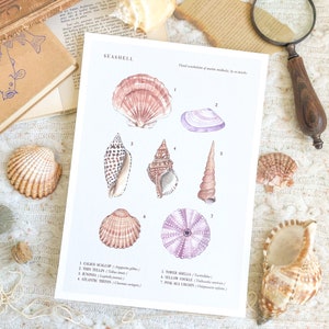 Seashell Watercolor Fine Art Print, Scientific Illustration, Beach ...