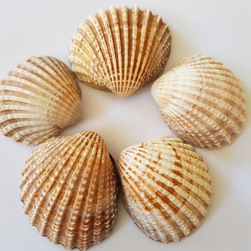 Large Sea Shells Beach Home Decor Wedding Decor Vase - Etsy