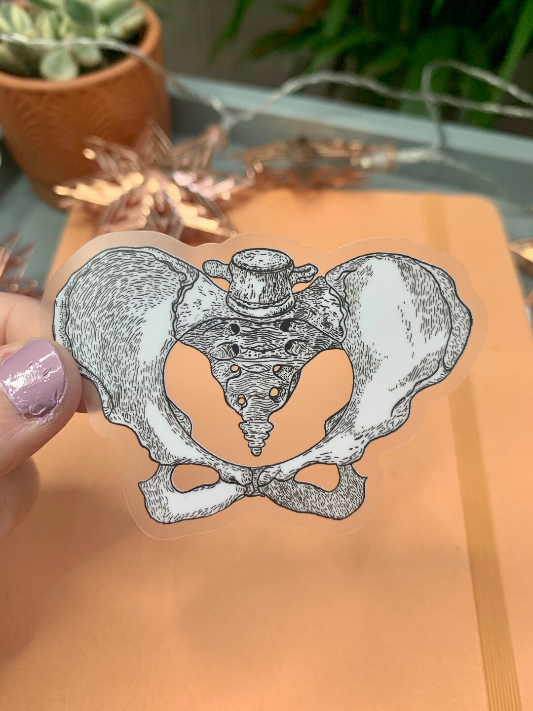Pelvis Sticker Anatomical Pelvis Sticker Anatomy Sticker Laptop Sticker ...