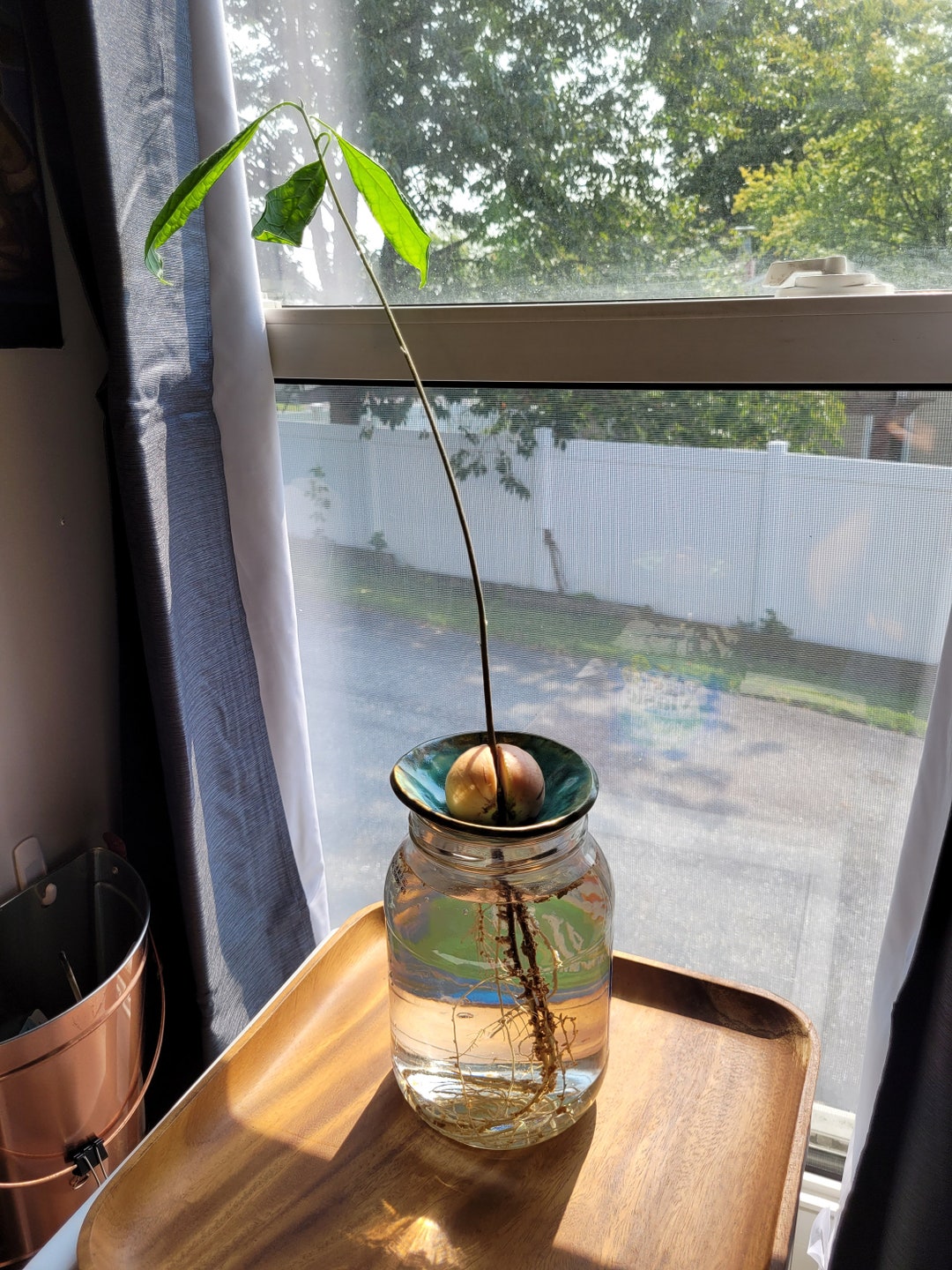 Avo-cone: Avocado Seed Germination Starter Kit, STEM Gift - Etsy