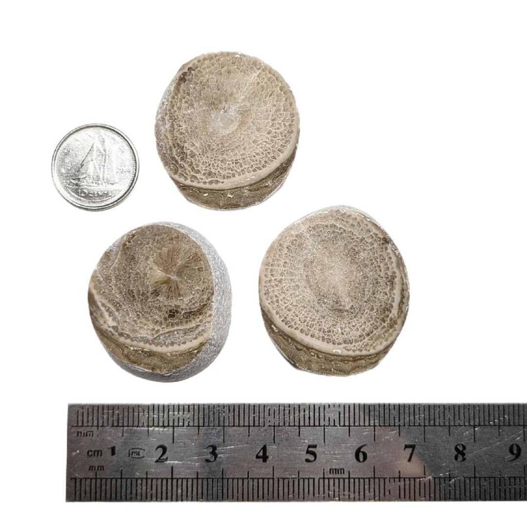 Crinoid Fossil, Cross Section, Crinoid Stem, Polished, Fossil Collector ...