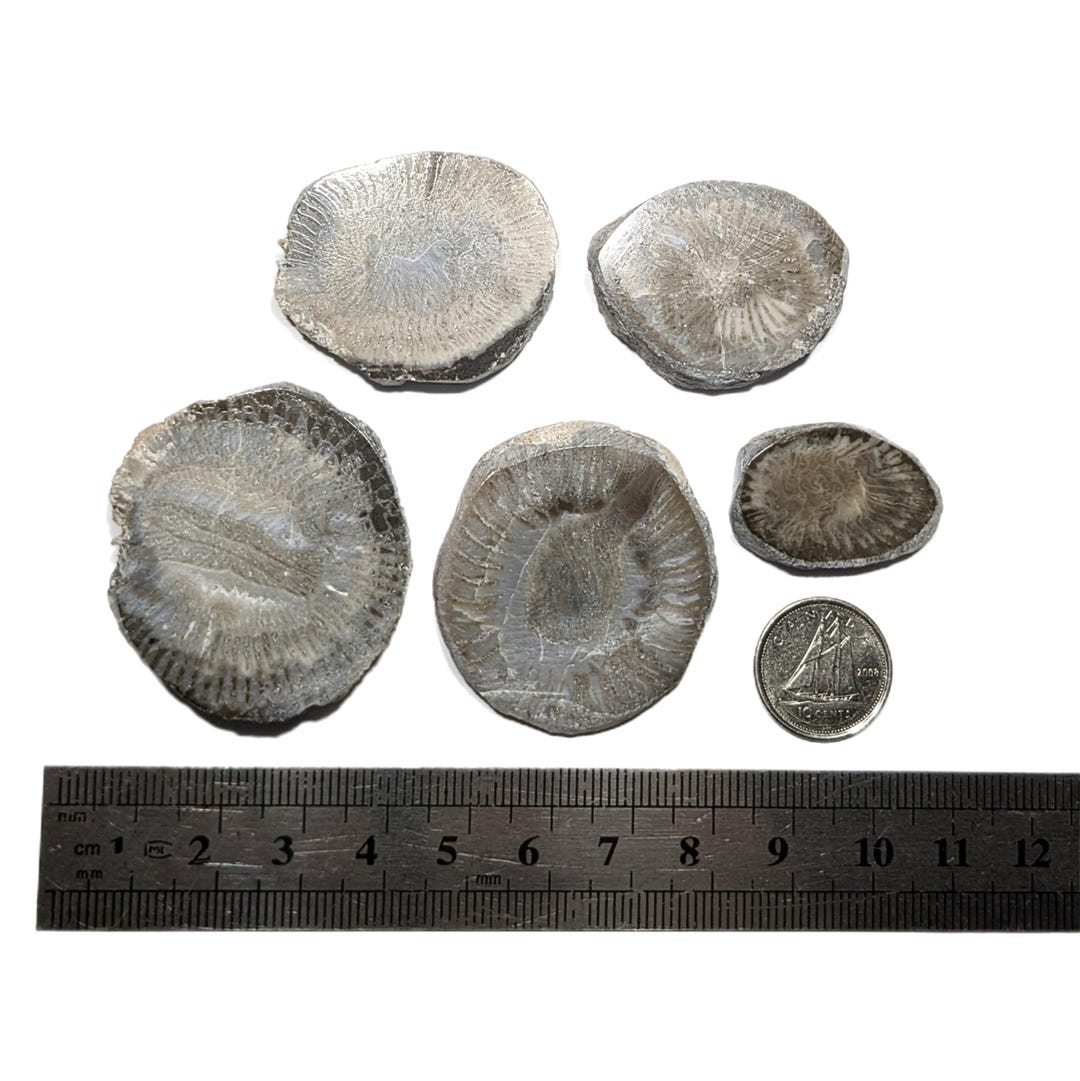 Horn Coral Fossil, Cross Section, Polished, Fossil Collector, Jewellery ...