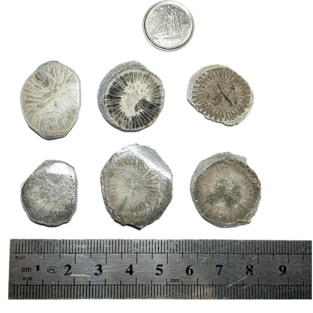 Horn Coral Fossil, Cross Section, Polished, Fossil Collector, Jewellery ...