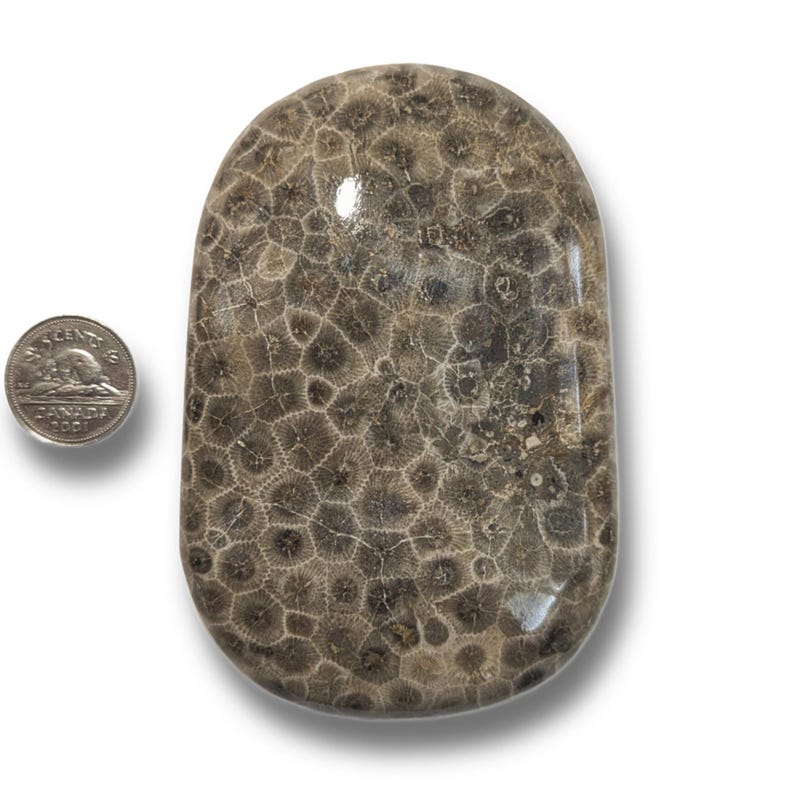 Petoskey Stone, Fossil, Large Specimen, Hexagonaria Percarinata, Lake ...