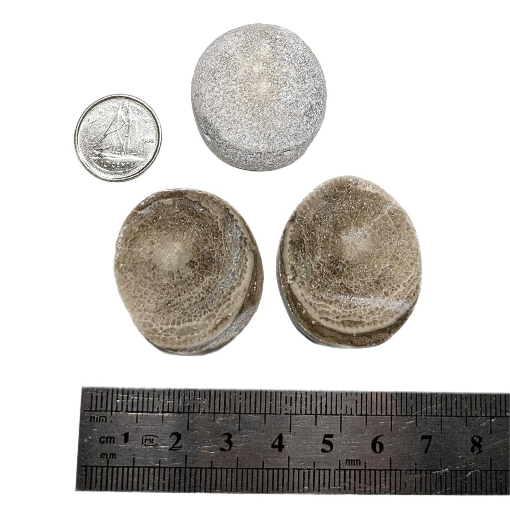 Crinoid Fossil, Cross Section, Crinoid Stem, Polished, Fossil Collector ...