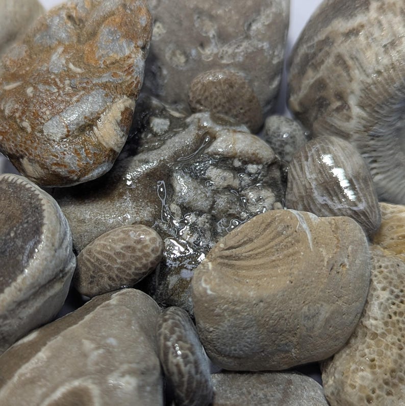 Lake Huron Fossil Lot, Assorted Fossils, Horn Coral, Crinoids, Petoskey ...