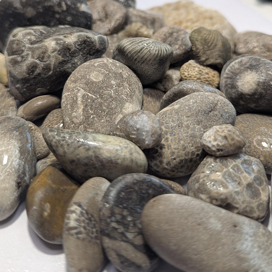 Lake Huron Fossil Lot, Assorted Fossils, Horn Coral, Crinoids, Petoskey ...