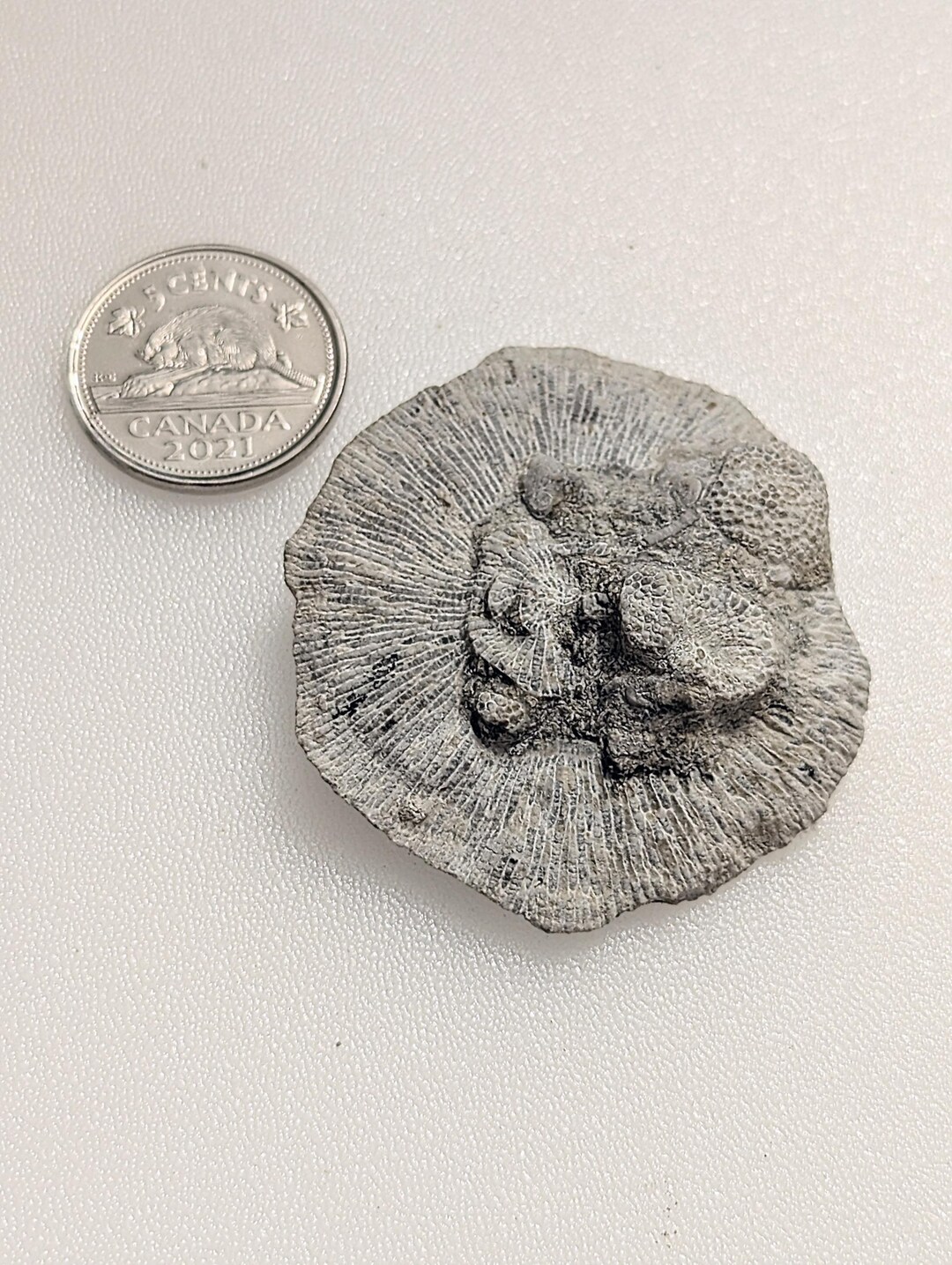 Favosites Specimen, Rare, Fully Intact, Southern Ontario, Fossil ...