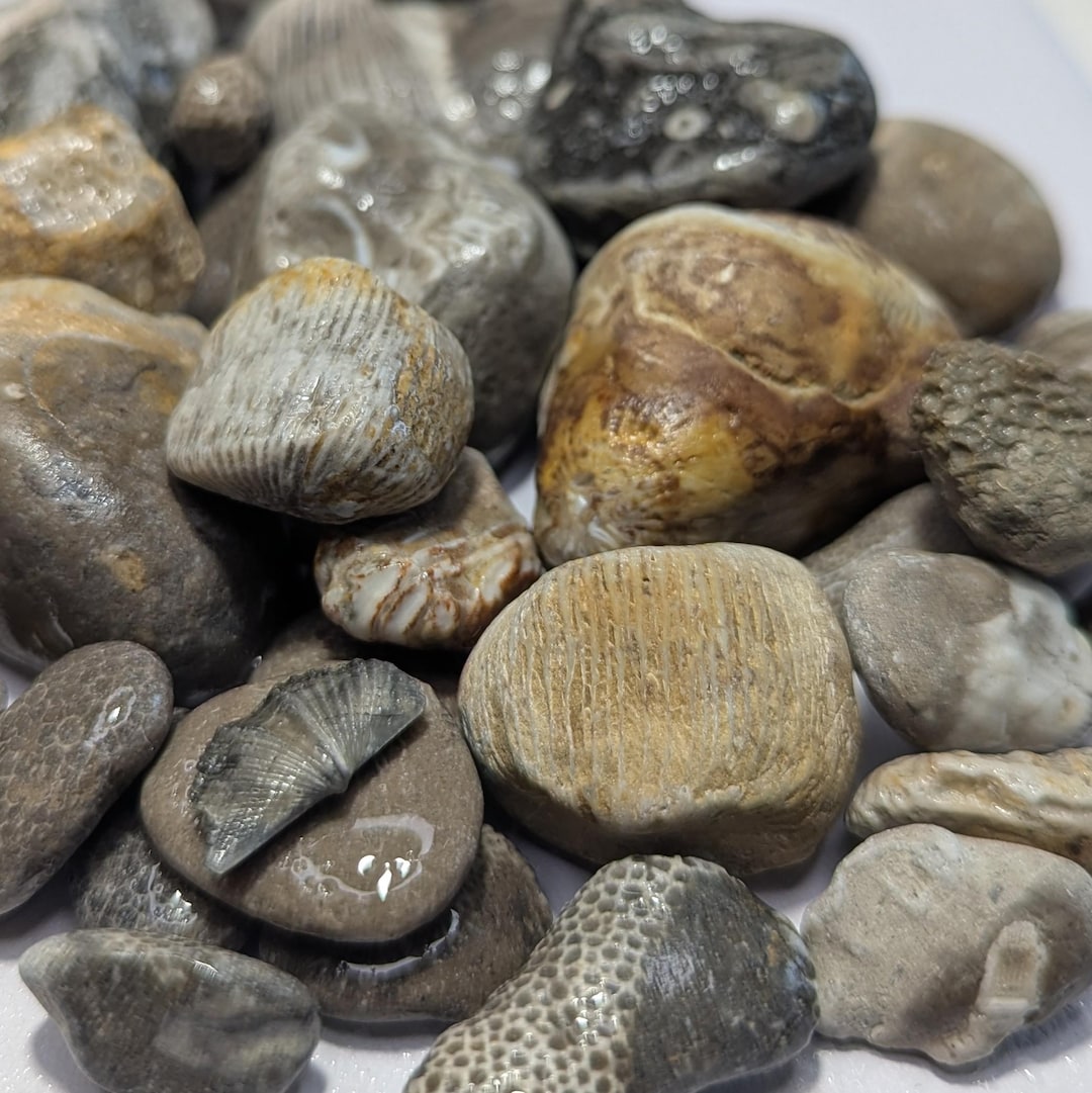 Lake Huron Fossil Lot, Assorted Fossils, Horn Coral, Crinoids, Petoskey ...