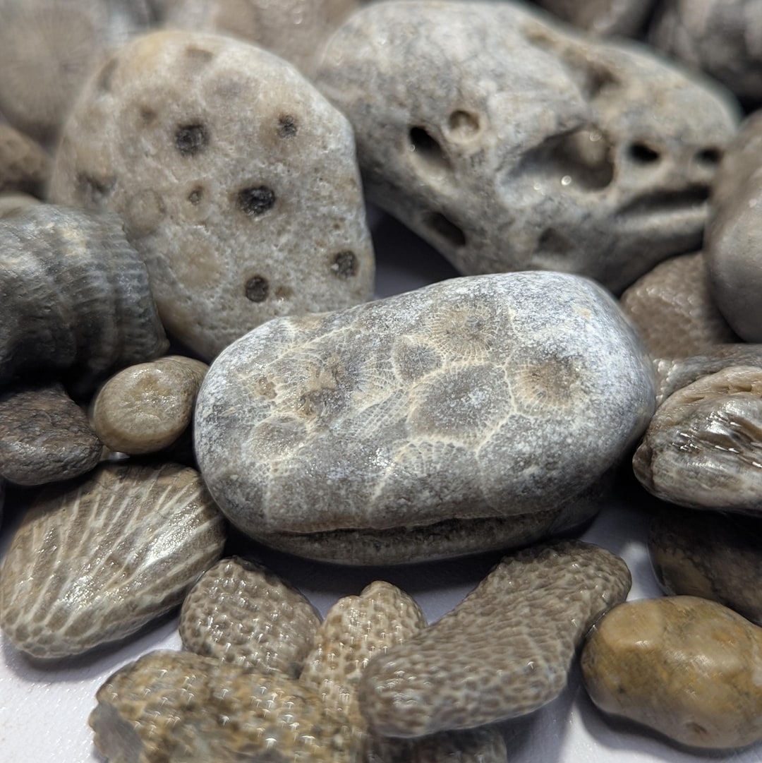 Lake Huron Fossil Lot, Assorted Fossils, Horn Coral, Crinoids, Petoskey ...