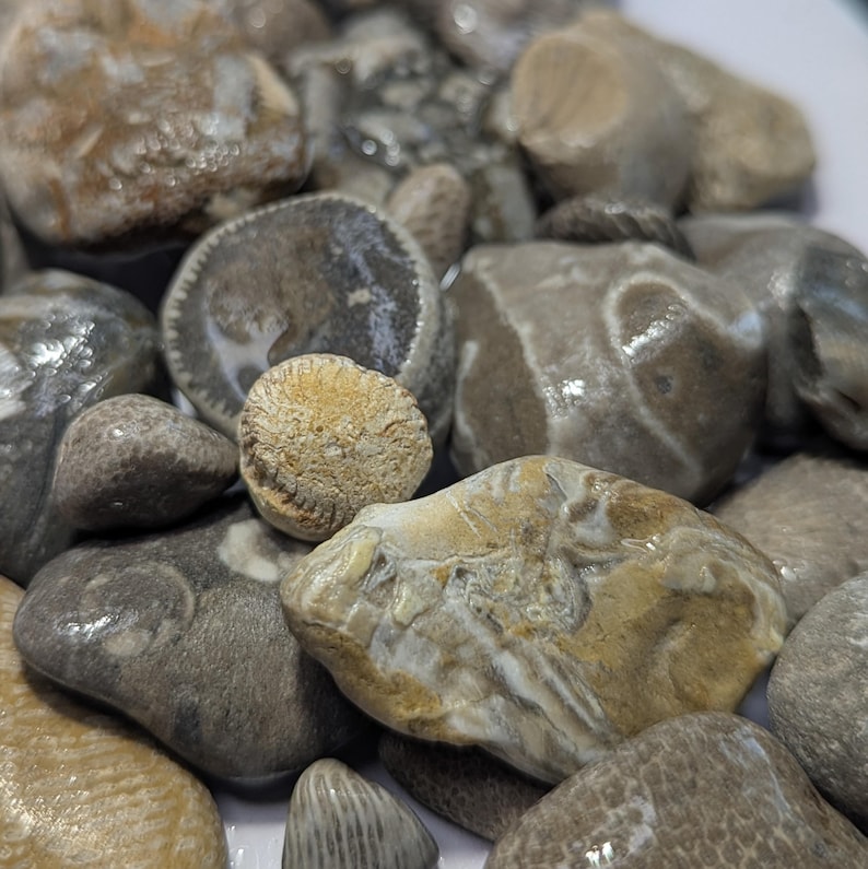 Lake Huron Fossil Lot, Assorted Fossils, Horn Coral, Crinoids, Petoskey ...
