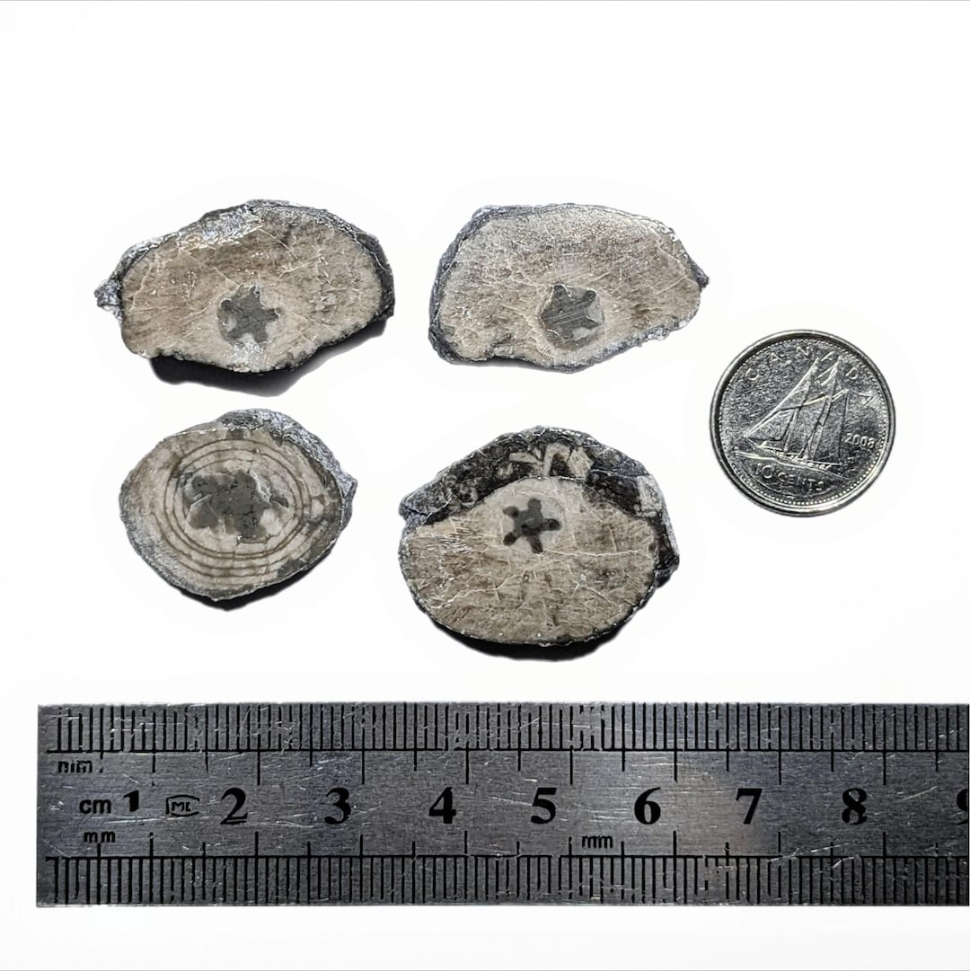 Crinoid Fossil, Cross Section, Crinoid Stem, Polished, Fossil Collector ...