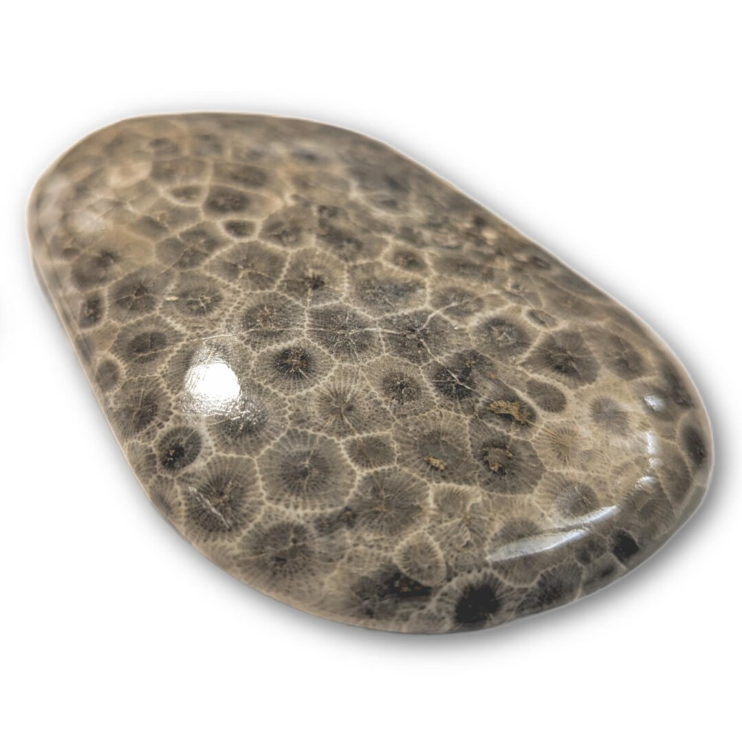 Petoskey Stone, Fossil, Large Specimen, Hexagonaria Percarinata, Lake ...