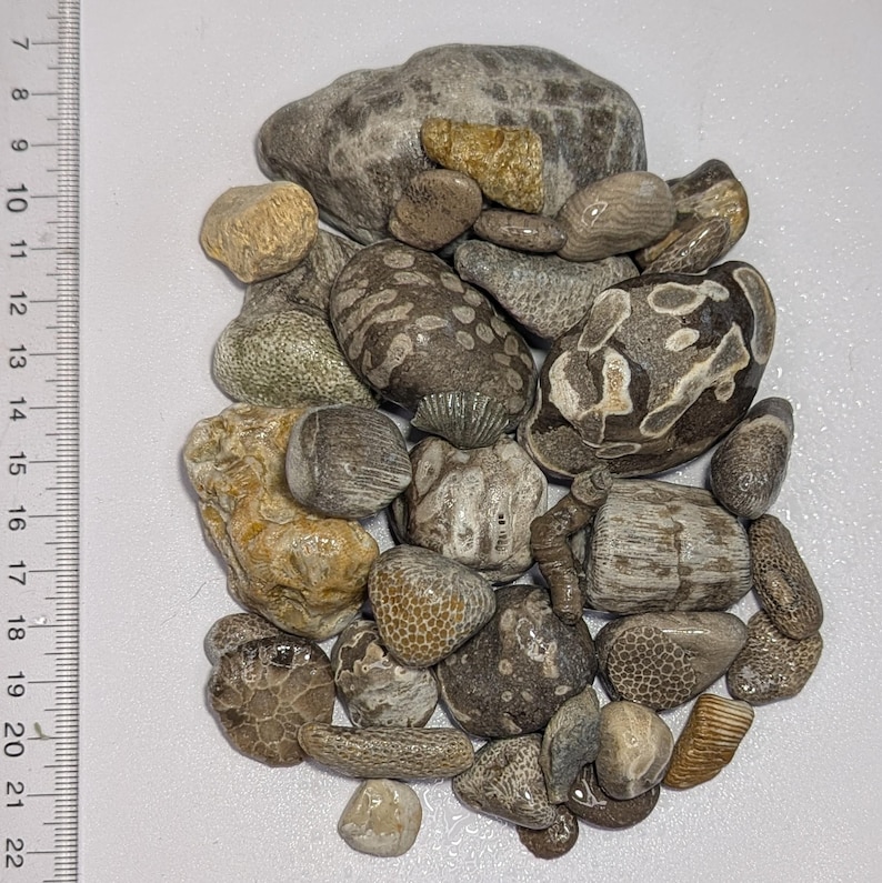 Lake Huron Fossil Lot, Assorted Fossils, Horn Coral, Crinoids, Petoskey ...