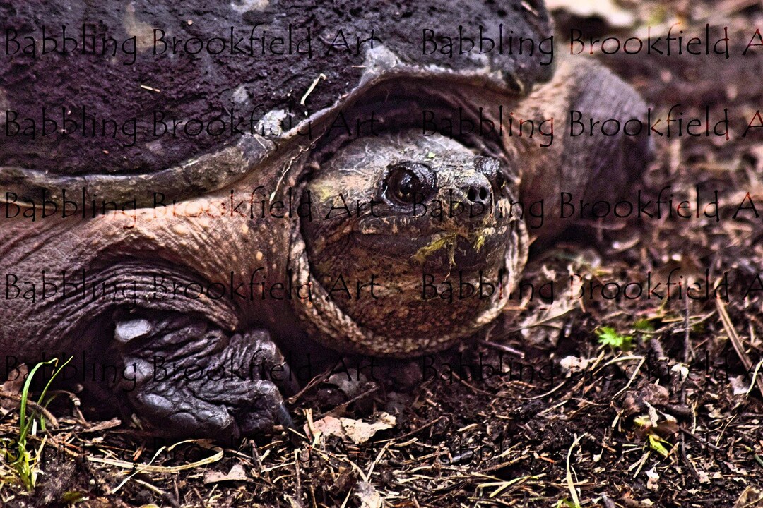 Photography Collection - Snapping Turtle Close Up - Etsy