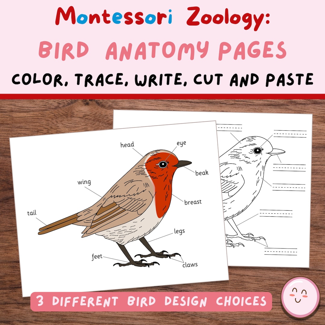 Bird Anatomy Learning Pages; Color, Write, Trace, Cut and Paste, 3 ...