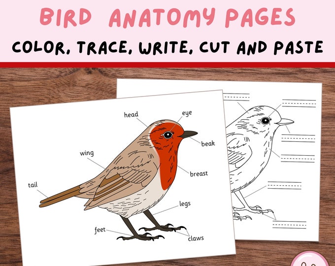 Robin Anatomy Diagram - Educational Birds Species Printable - Etsy Canada