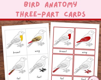 Parts of a Bird - Montessori 3-part-cards - Etsy