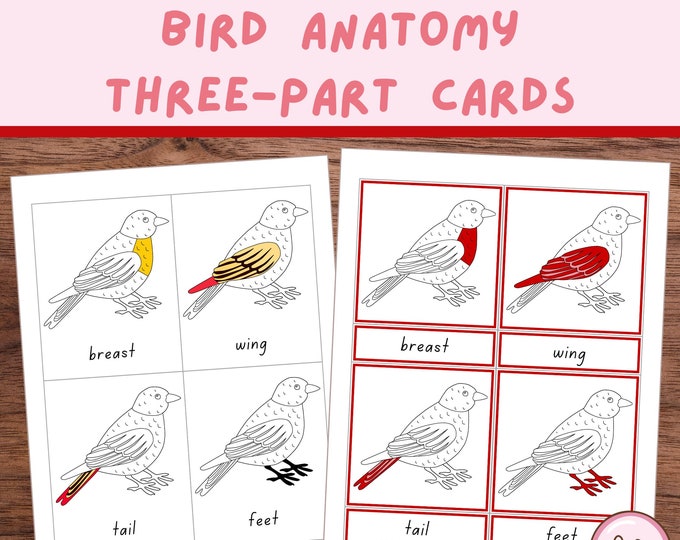Parts of a Bird Nomenclature Book - Montessori Zoology - Printable ...