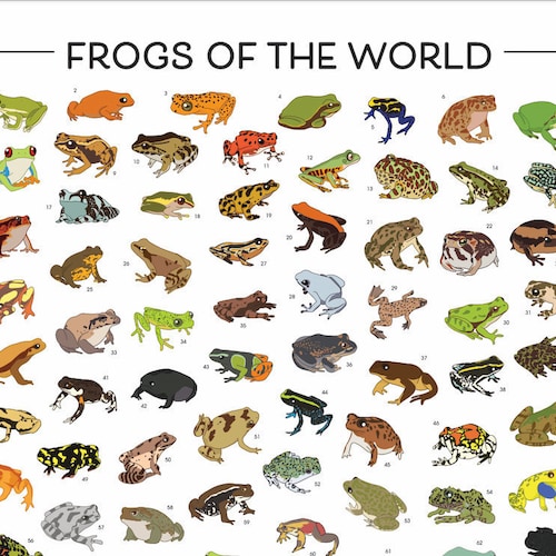 Frogs of the World Poster Print - Etsy