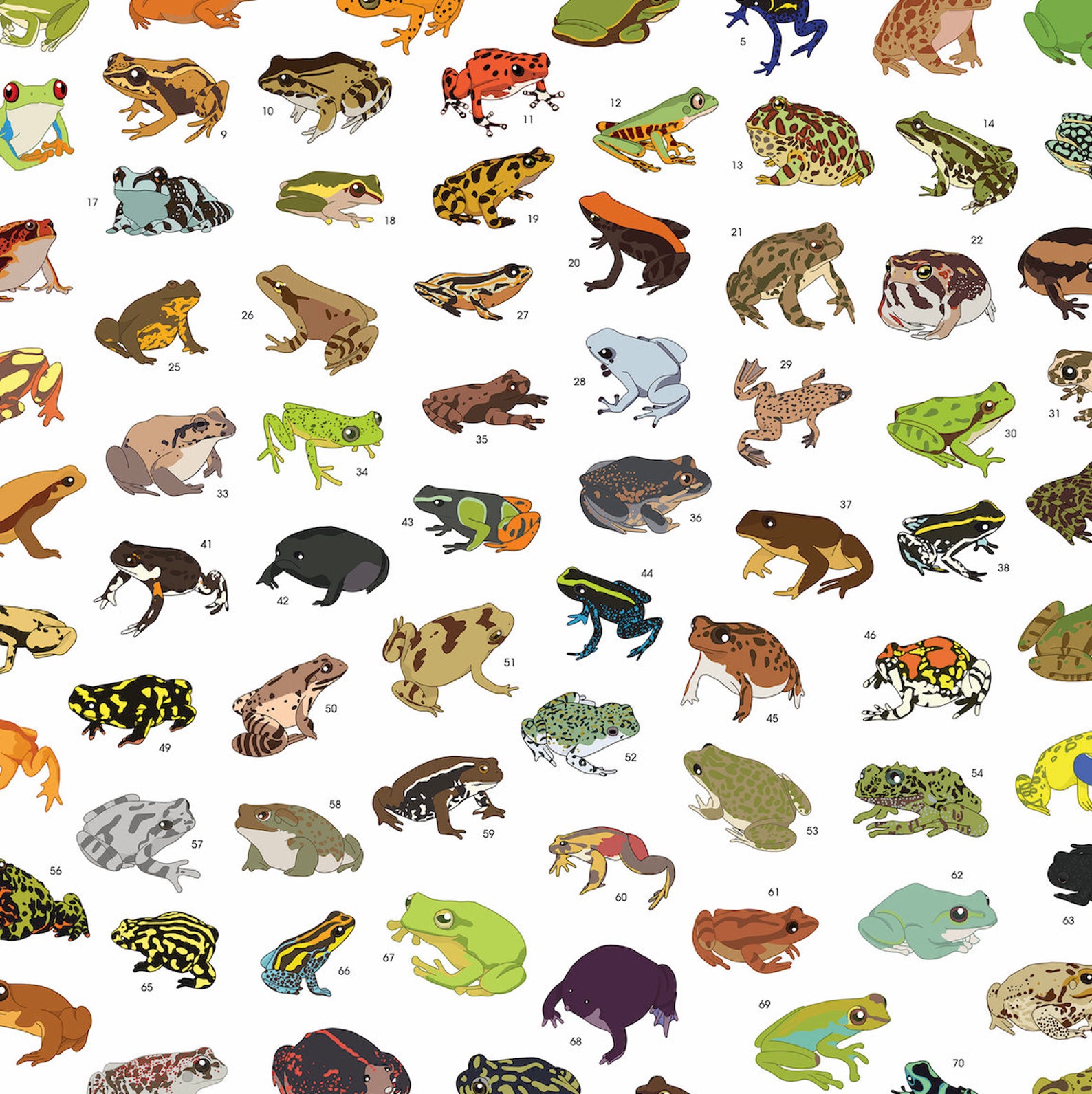 Frogs of the World Poster Print Types of Frogs Poster Frog | Etsy