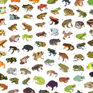 Frogs of the World Poster Print, Types of Frogs Poster, Frog Wall Art ...