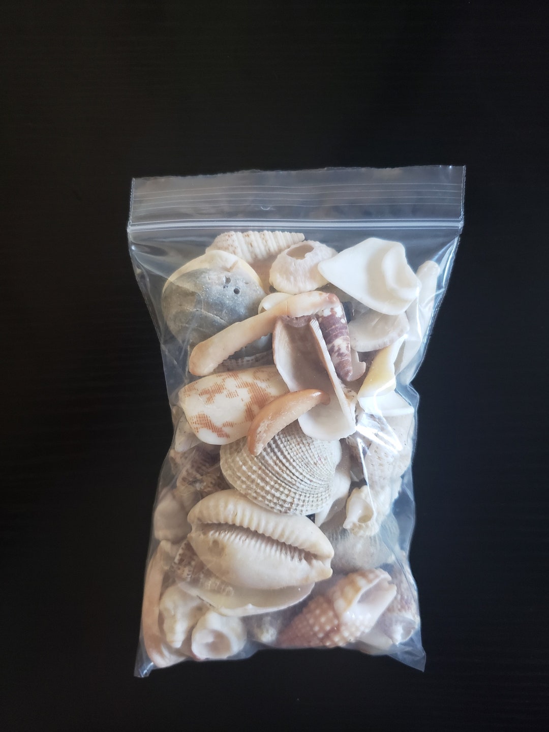 Large Loose Shells - Etsy