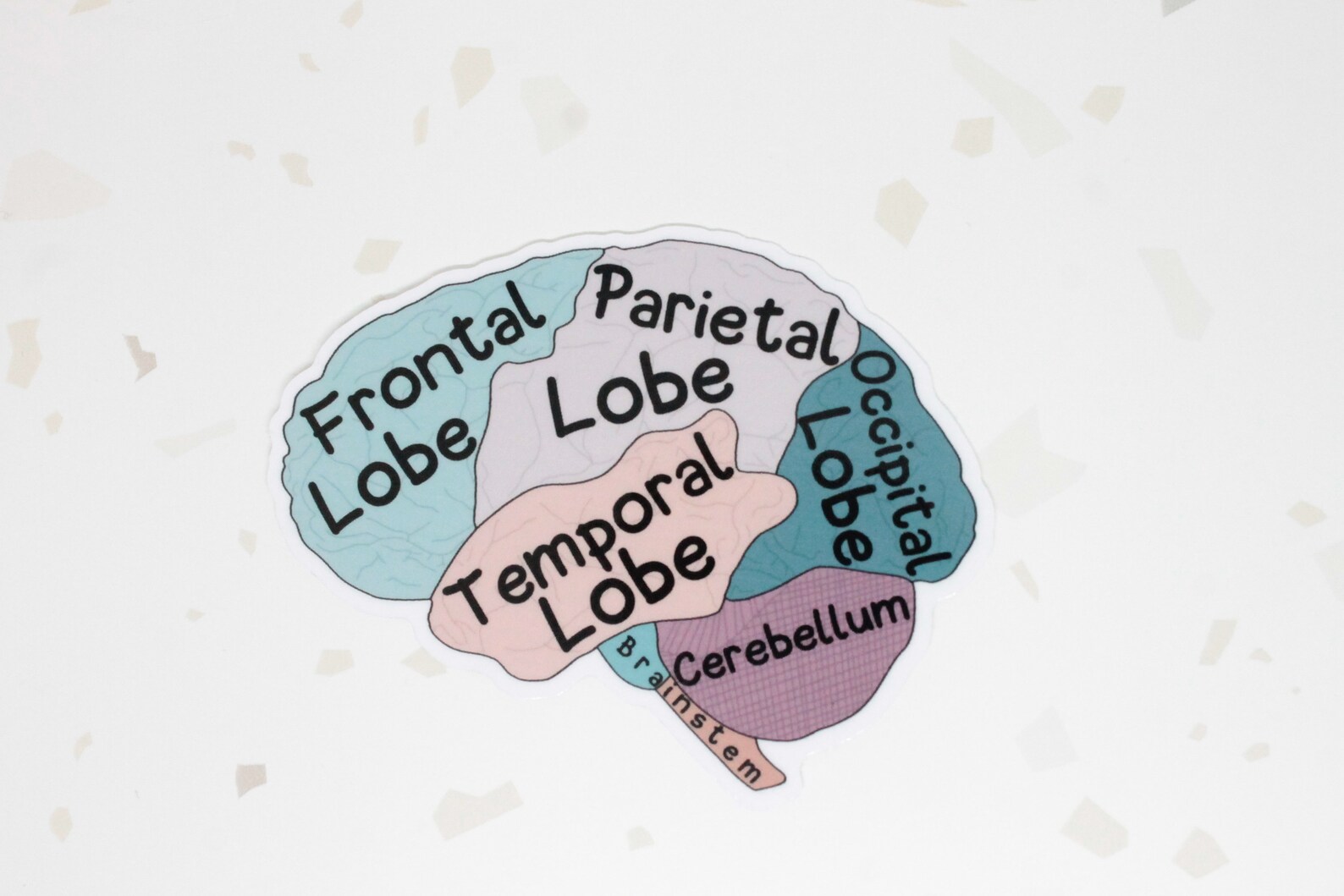 Labeled Brain Sticker Anatomy Brain Sticker Brain Sticker - Etsy