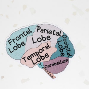Labeled Brain Sticker, Anatomy Brain Sticker, Brain Sticker, Lobes ...