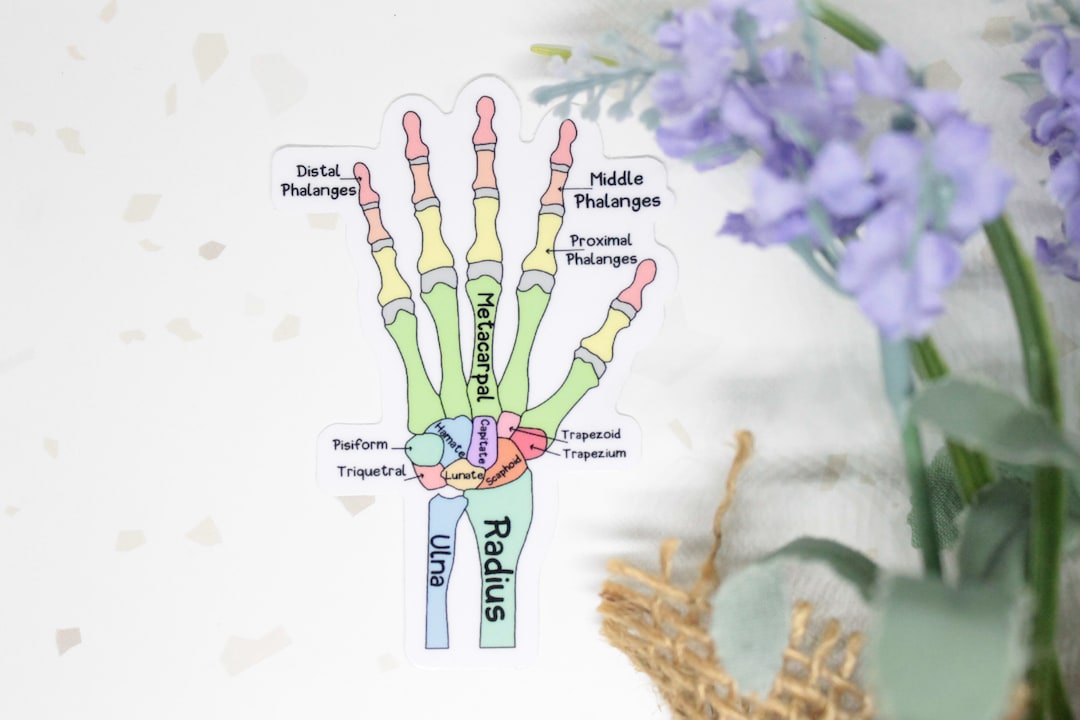 Hand Anatomy Sticker, Anatomy of the Hand, Hand Sticker, Bone Sticker ...