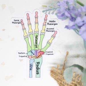 Hand Anatomy Sticker, Anatomy of the Hand, Hand Sticker, Bone Sticker ...