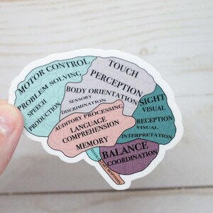 Brain Function Sticker Functions of the Brain Brain Sticker - Etsy