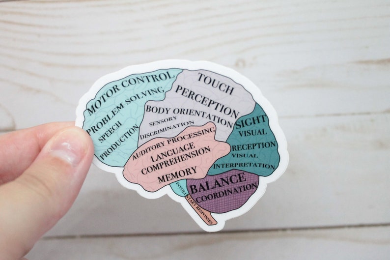 Brain Function Sticker Functions of the Brain Brain Sticker - Etsy